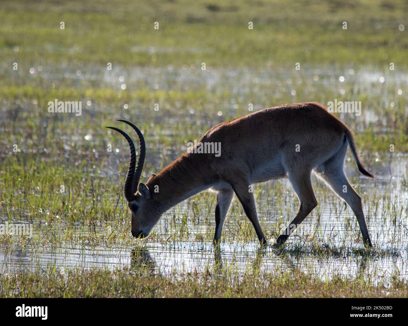 Back lighting on a red lechwe antelope grazing in the wetland Stock ...