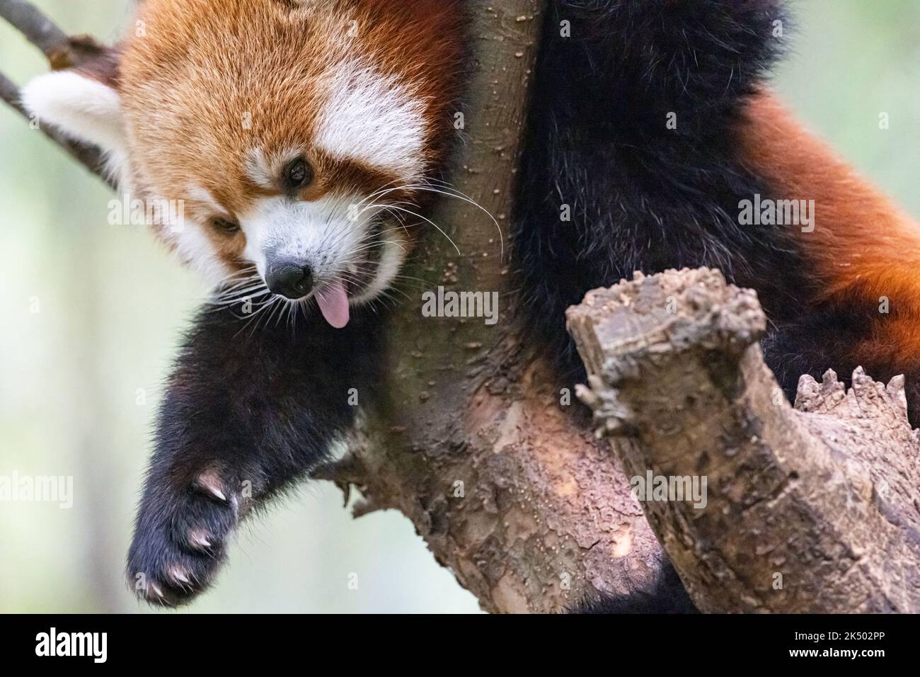 Red panda (Ailurus fulgens refulgens) up in a tree at Zoo Atlanta near ...