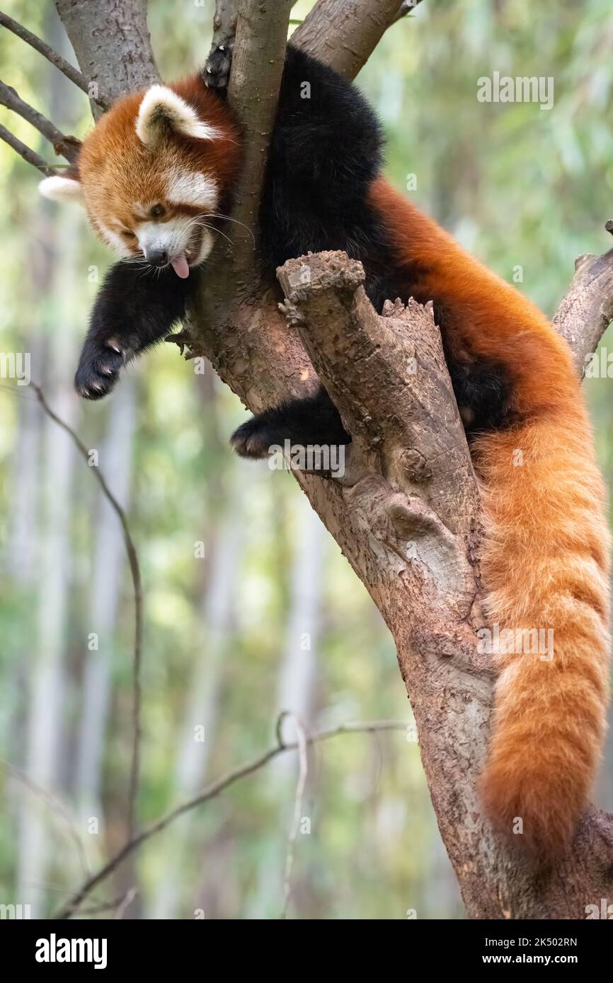 Red panda (Ailurus fulgens refulgens) up in a tree at Zoo Atlanta near ...