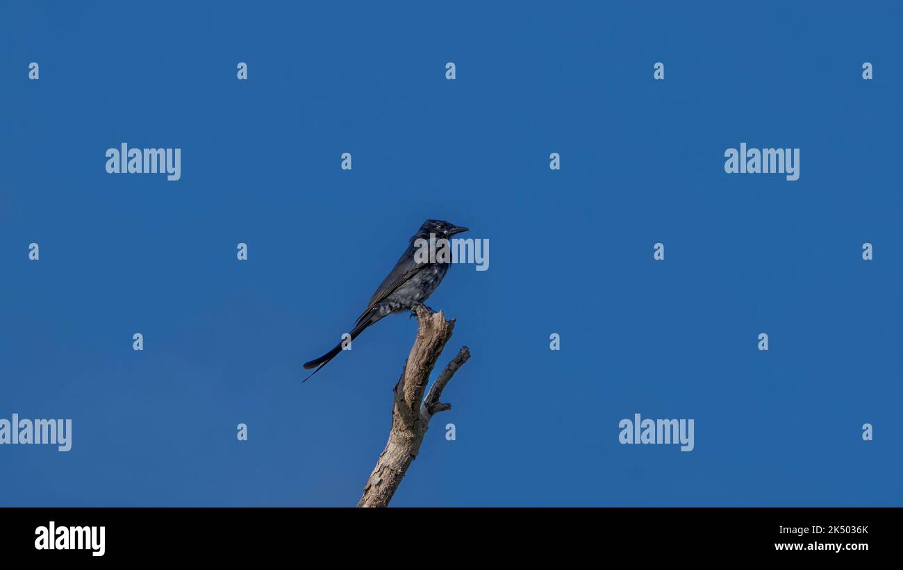 Drongo in flight hi-res stock photography and images - Alamy