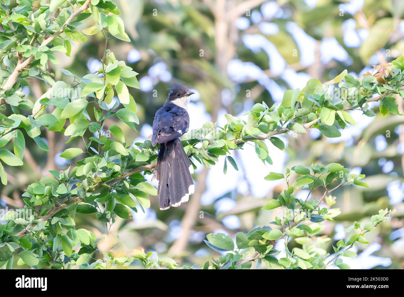 A Jacobin cuckoo perching on tree branch with green leaves Stock Photo ...