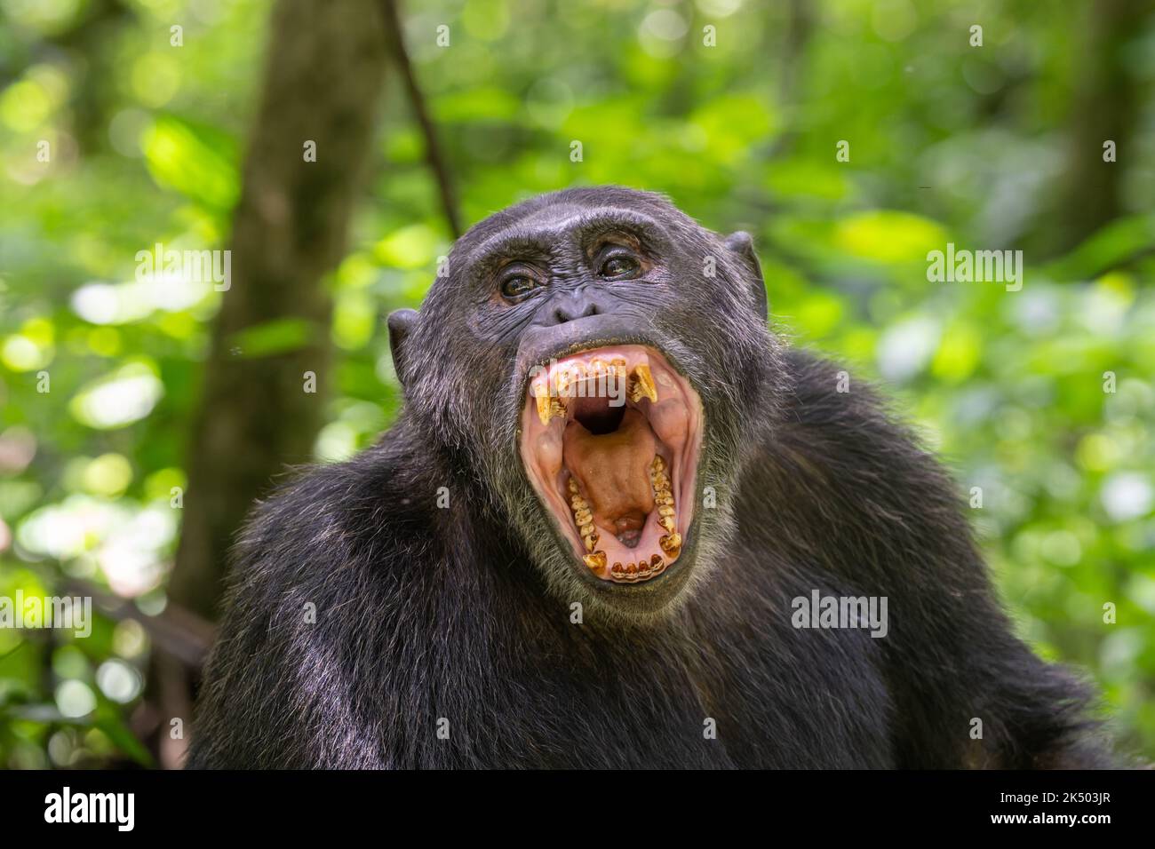 Eastern chimpanzee baring its teeth Stock Photo - Alamy