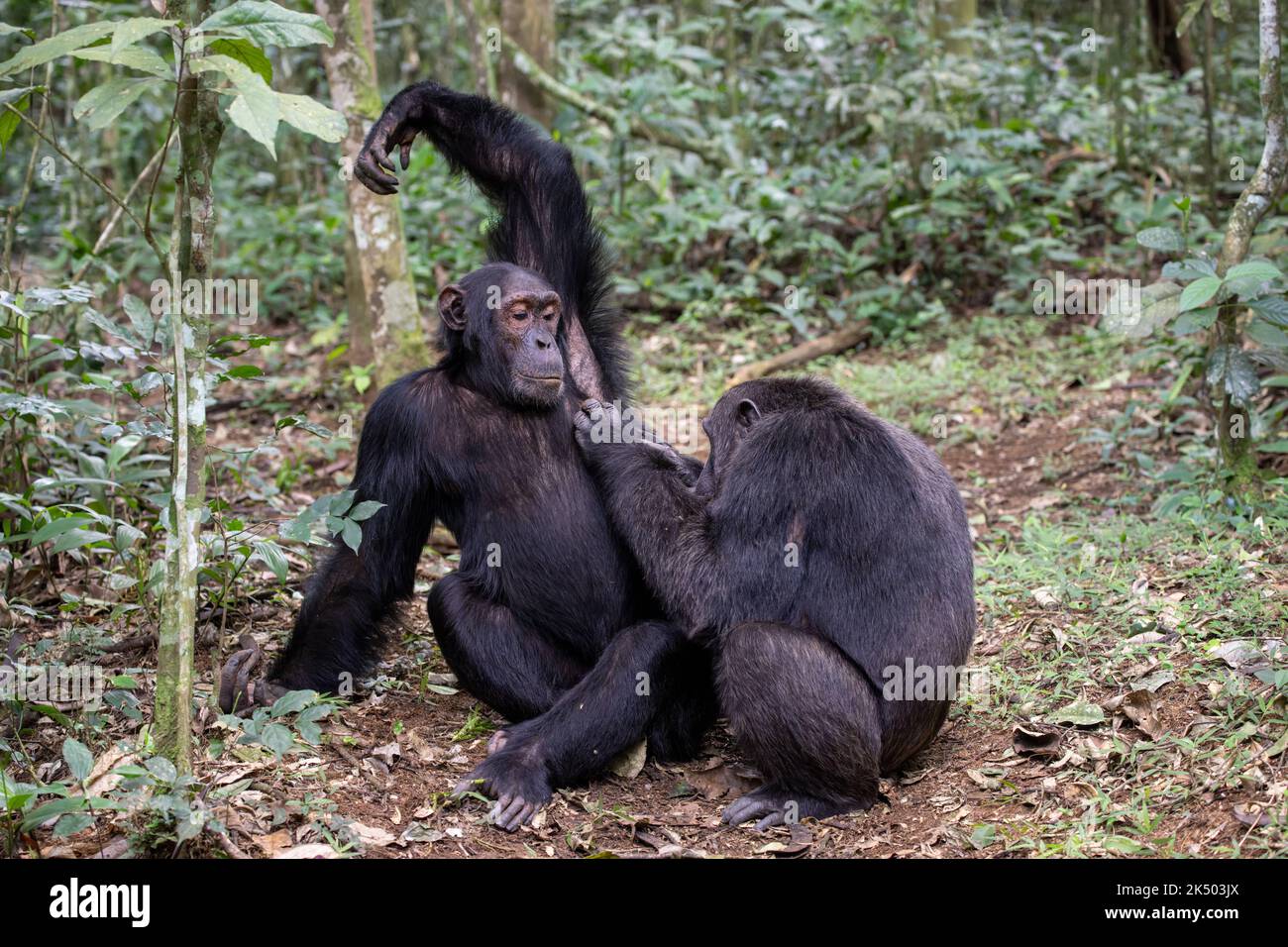 Eastern chimpanzees grooming each other Stock Photo - Alamy