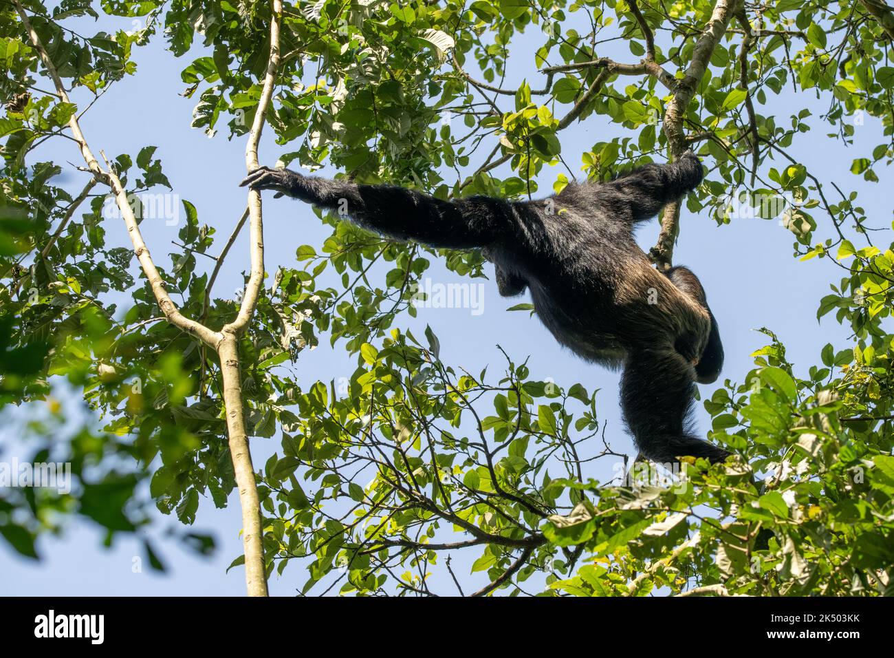 Eastern chimpanzee swinging from a tree Stock Photo - Alamy
