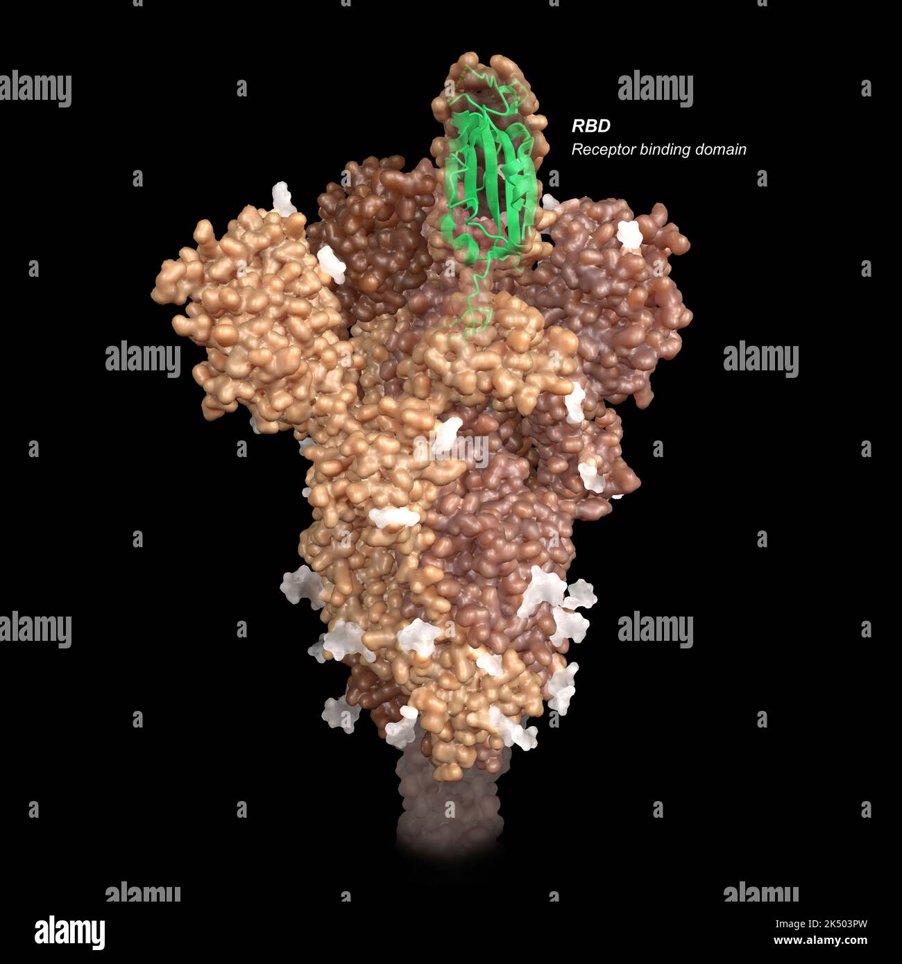 Sars-CoV-2 spike protein in open state, illustration Stock Photo - Alamy