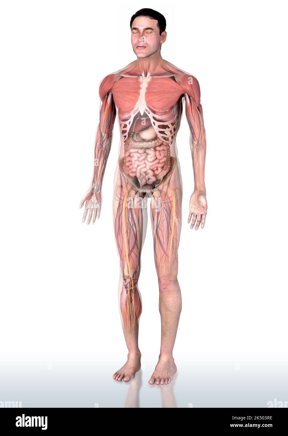 Male anatomy, illustration Stock Photo - Alamy