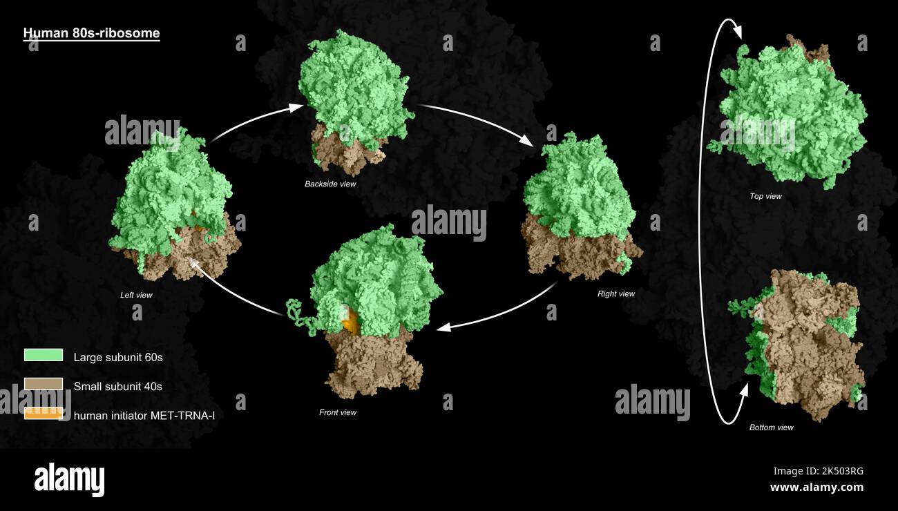 Human 80s ribosome, illustration Stock Photo - Alamy