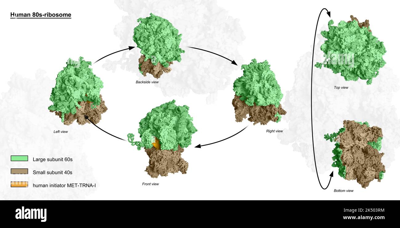 Human 80s ribosome, illustration Stock Photo - Alamy