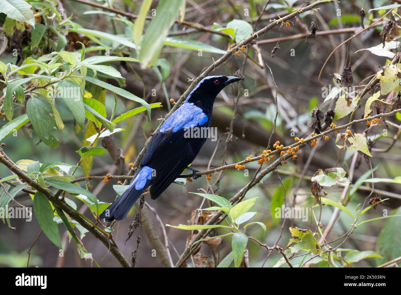 Asian fairy bluebird Stock Photo - Alamy