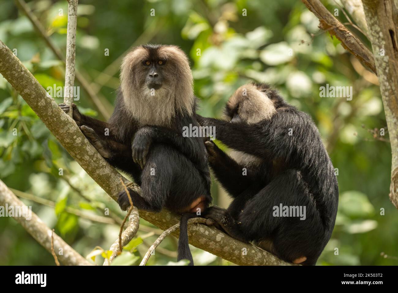 Lion tailed macaques grooming Stock Photo - Alamy