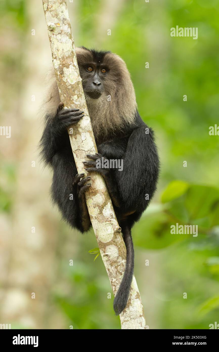 Lion tailed macaque Stock Photo - Alamy