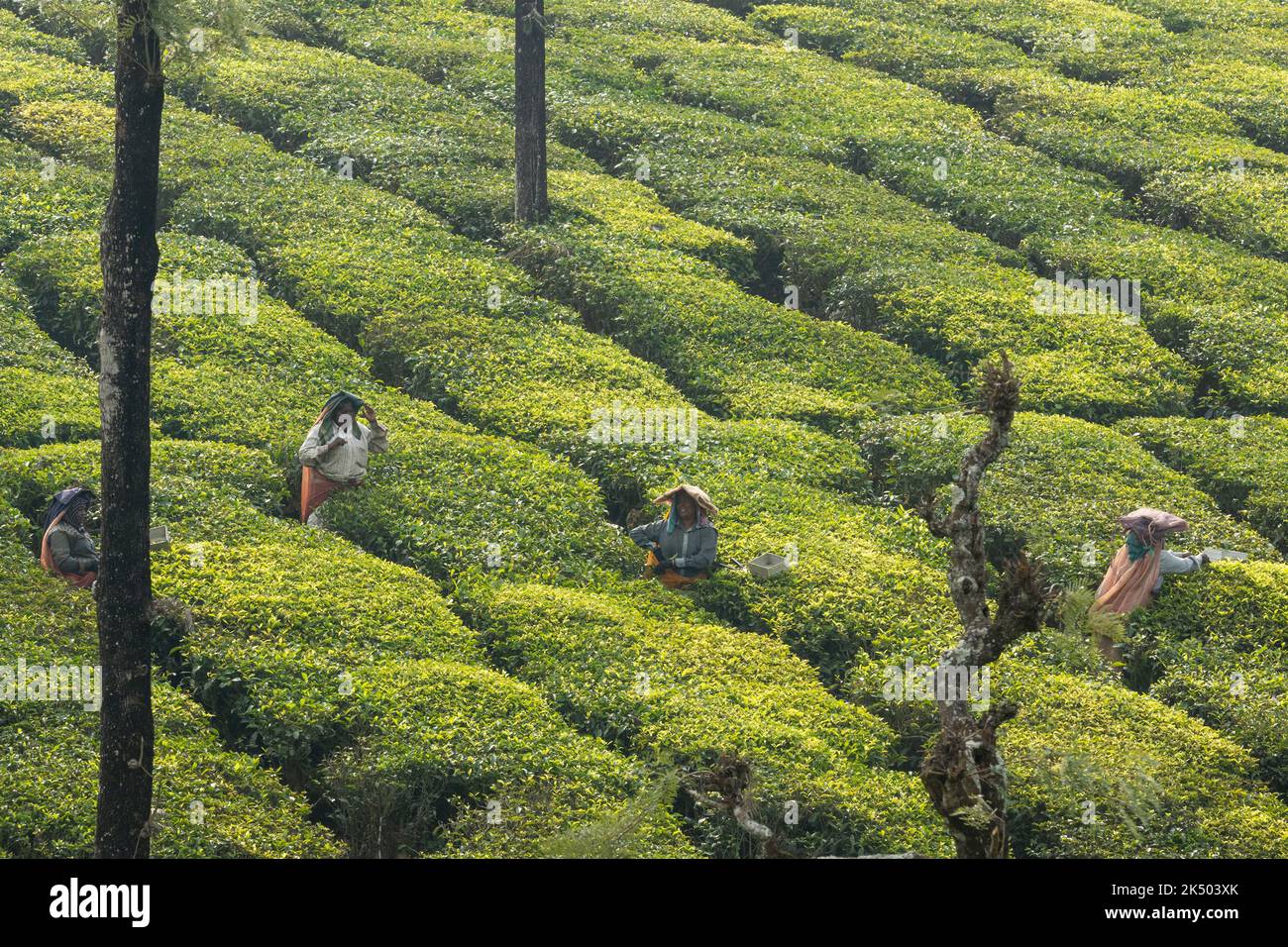 Tea plantation, Valparai, Tamil Nadu, India Stock Photo - Alamy