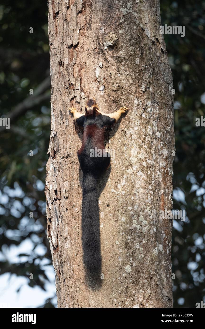 Malabar giant squirrel Stock Photo - Alamy
