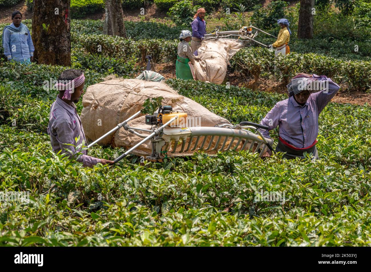 Tea plantation, Valparai, Tamil Nadu, India Stock Photo - Alamy