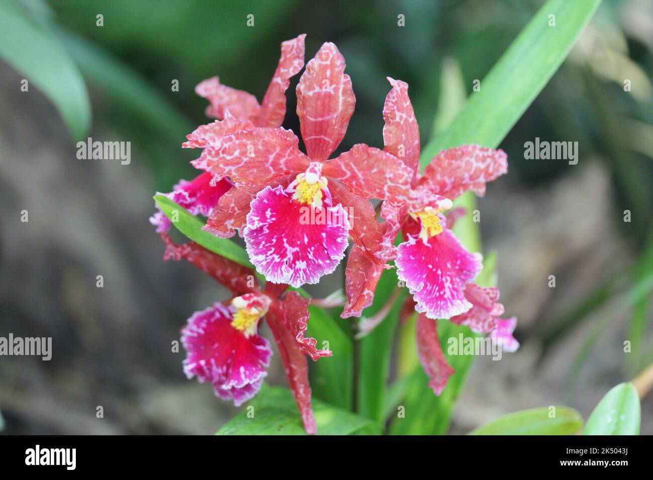Orchid family orchidaceae hi-res stock photography and images - Alamy