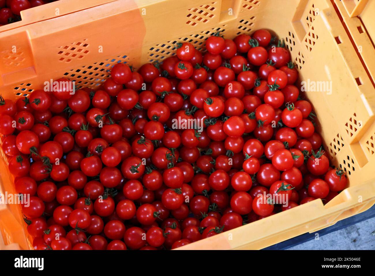 Hydroponic tomatoes grown in Fukushima, Japan Stock Photo - Alamy