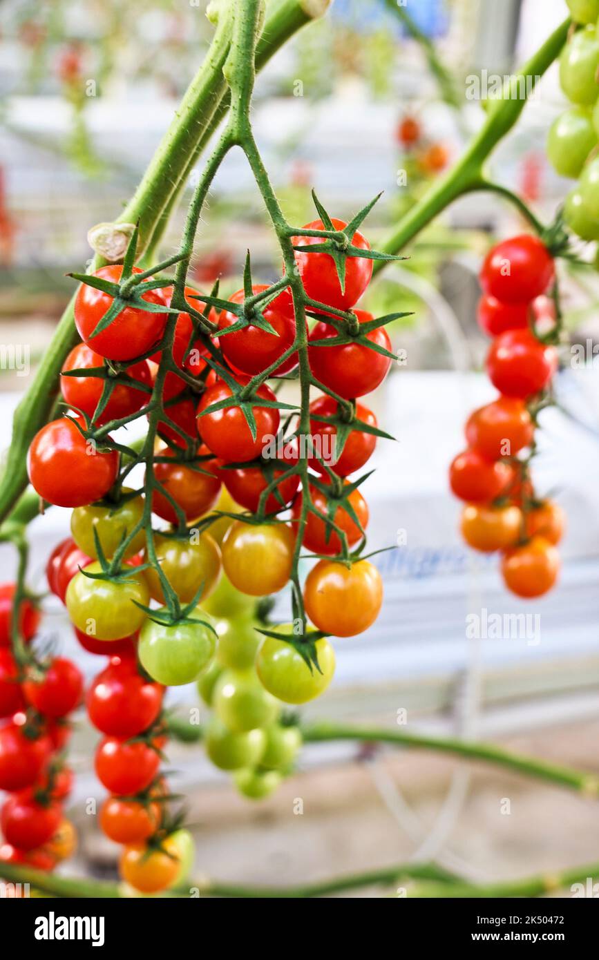 Hydroponic tomatoes growing in Fukushima, Japan Stock Photo - Alamy