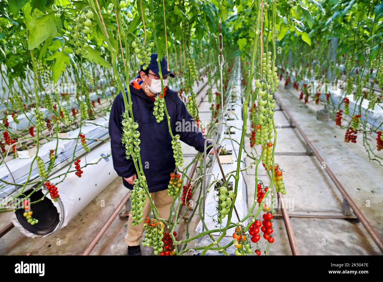 Hydroponic tomatoes growing in Fukushima, Japan Stock Photo - Alamy