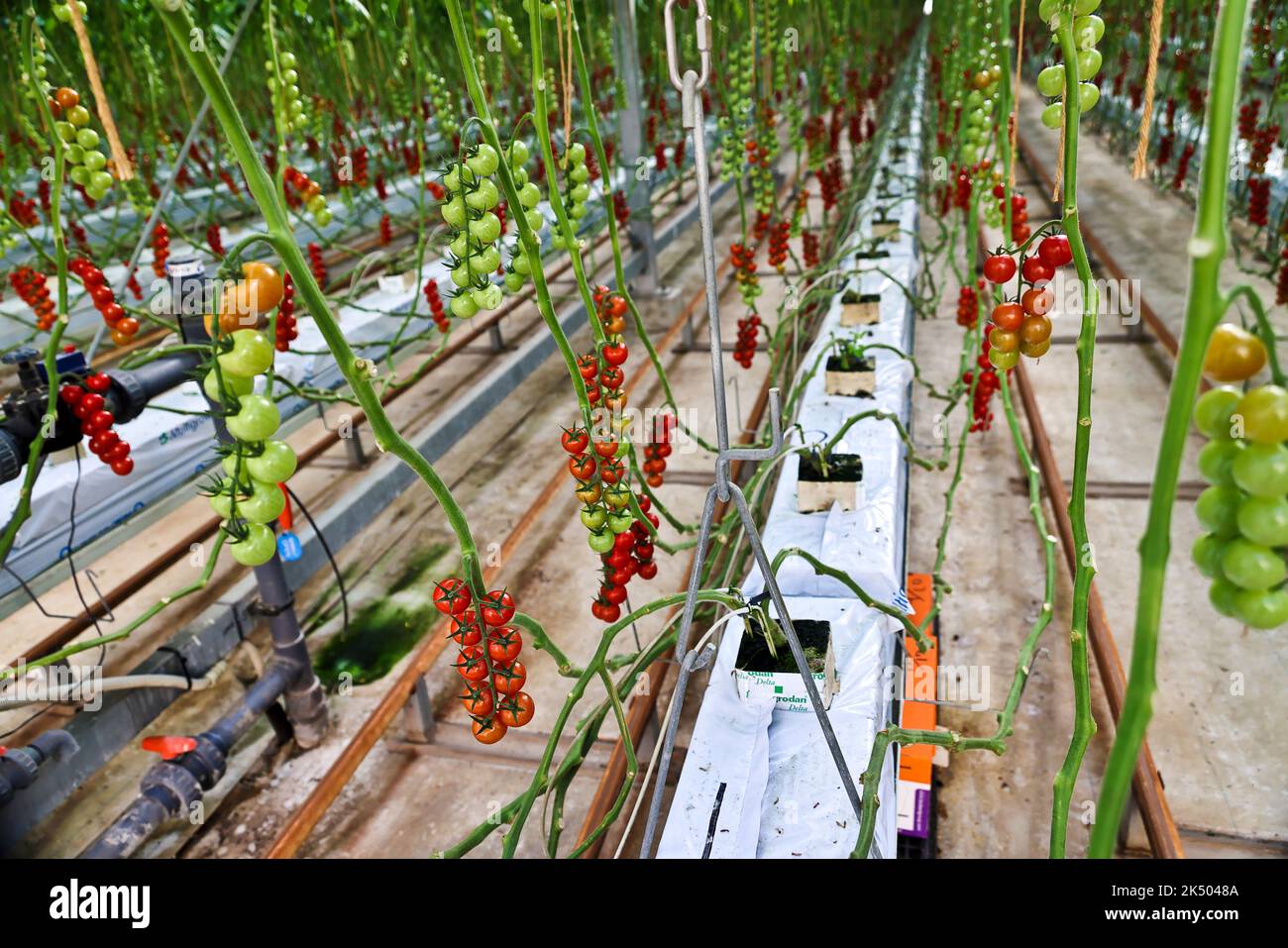 Hydroponic tomatoes growing in Fukushima, Japan Stock Photo - Alamy