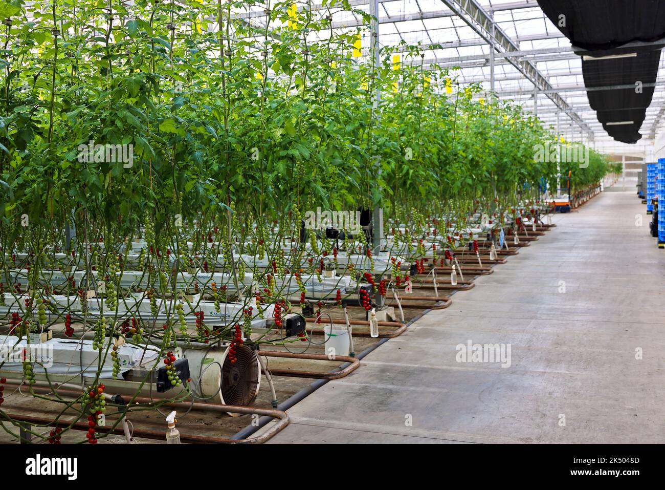 Hydroponic tomatoes growing in Fukushima, Japan Stock Photo - Alamy