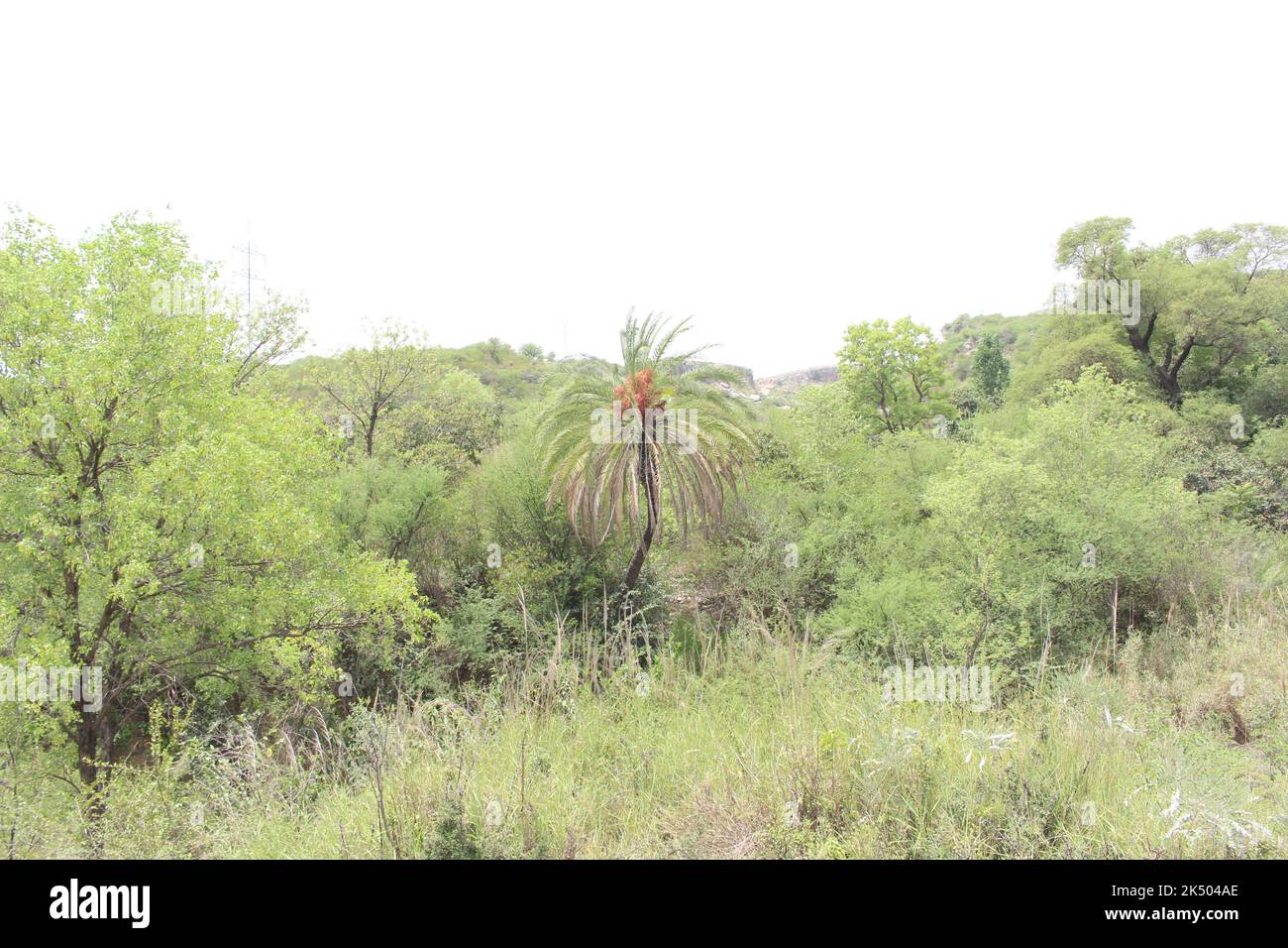Beautiful wild plants hi-res stock photography and images - Alamy