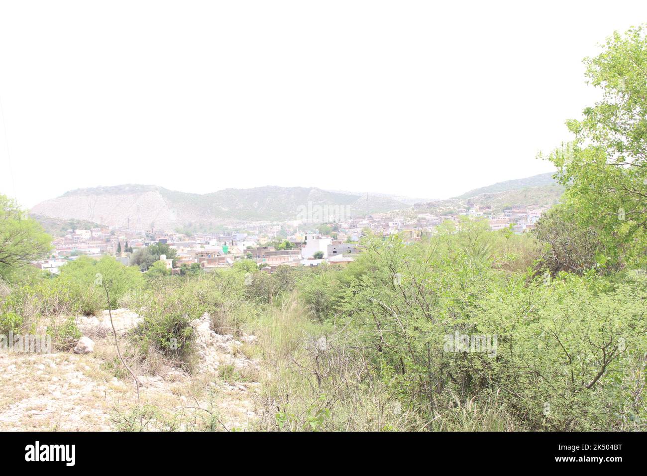 Beautiful wild plants hi-res stock photography and images - Alamy