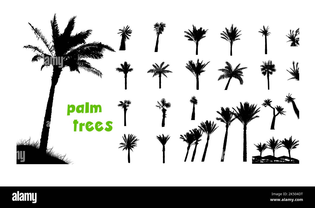 Palm trees set. Palm leaves elements. Vector illustration Stock Vector ...