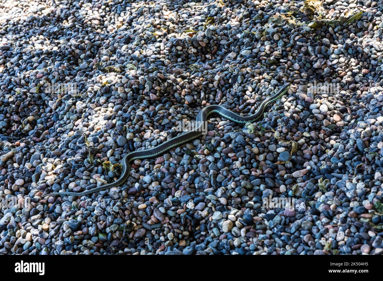 A Garter snake on a pebble beach in Obstruction Pass State Park ...