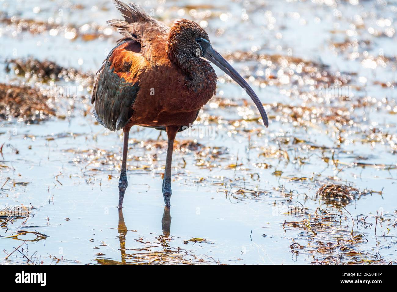 The glossy ibis, latin name Plegadis falcinellus, searching for food in ...