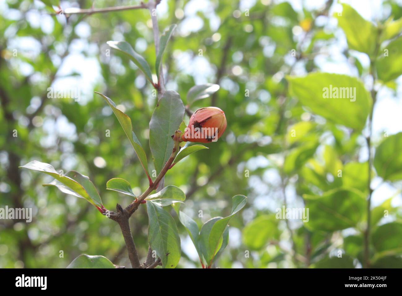 Beautiful wild plants hi-res stock photography and images - Alamy