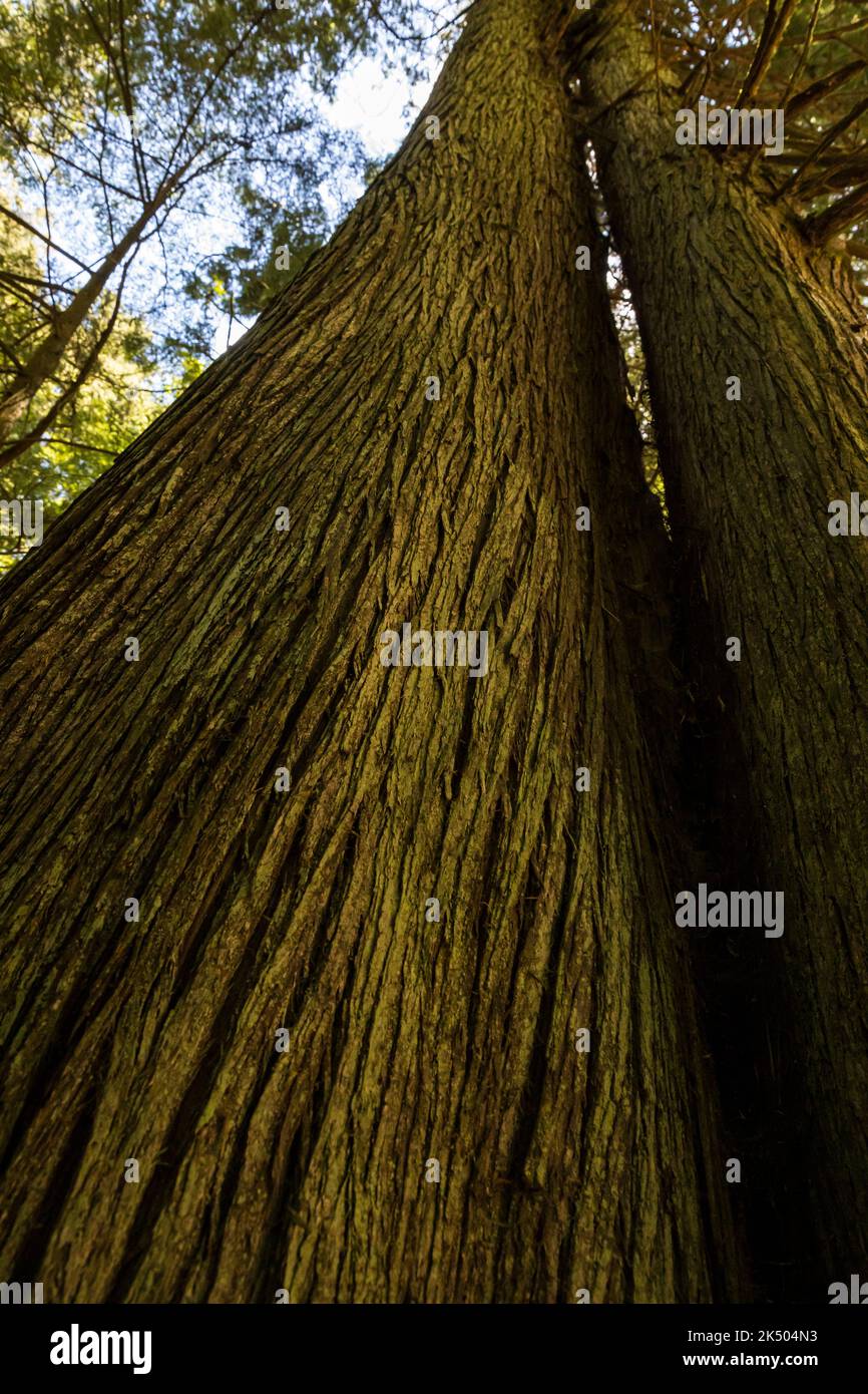 Looking upwards at branches hi-res stock photography and images - Alamy