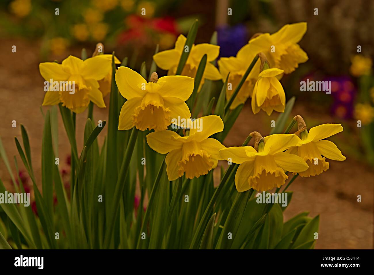 Garten narzissen hi-res stock photography and images - Alamy