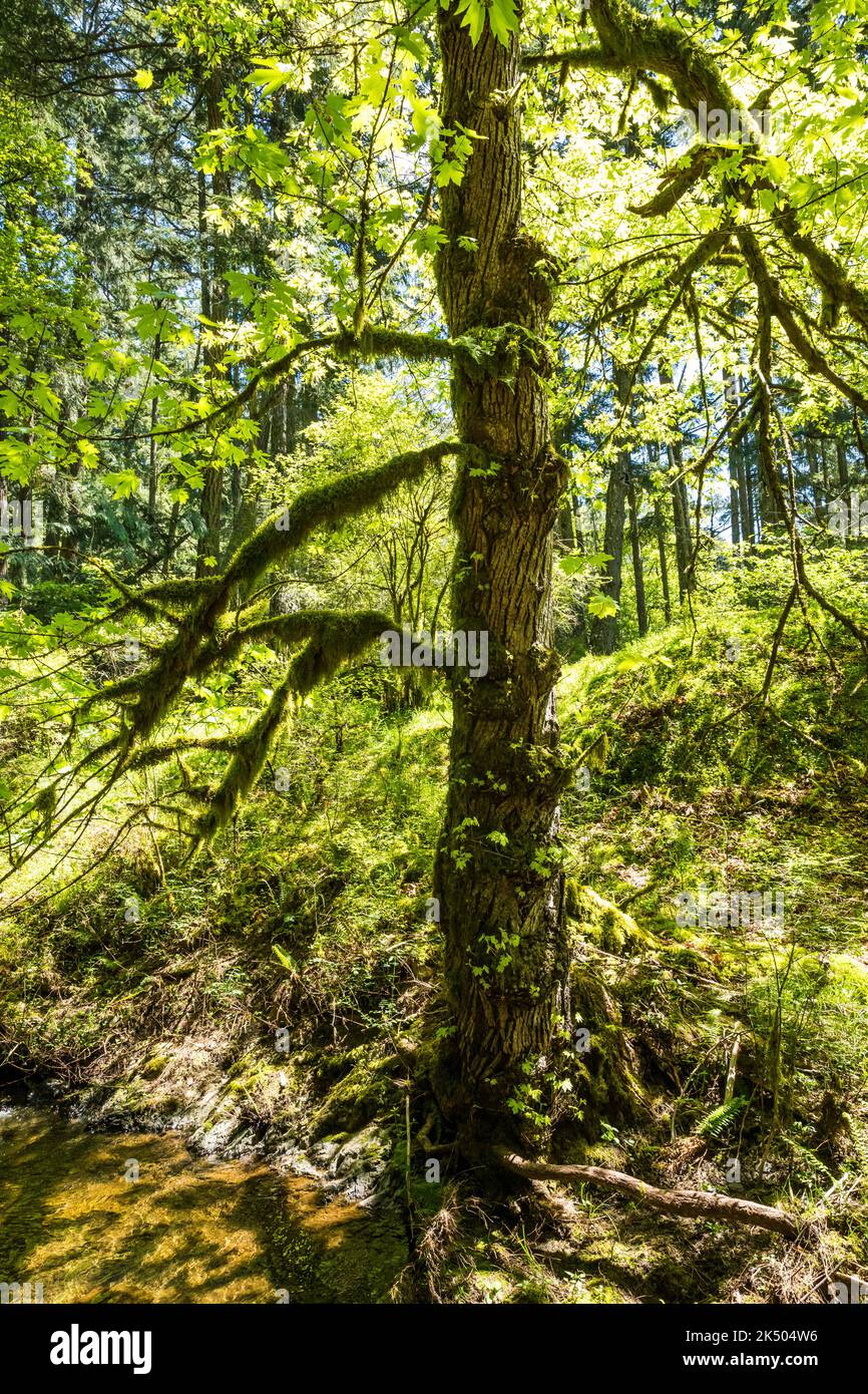 A Big Leaf Maple tree along Cascade Creek in Moran State Park Stock ...