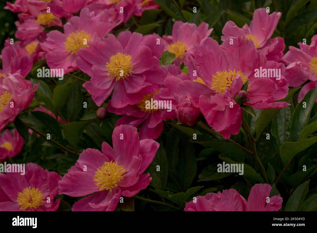 Pfingstrosen hi-res stock photography and images - Alamy