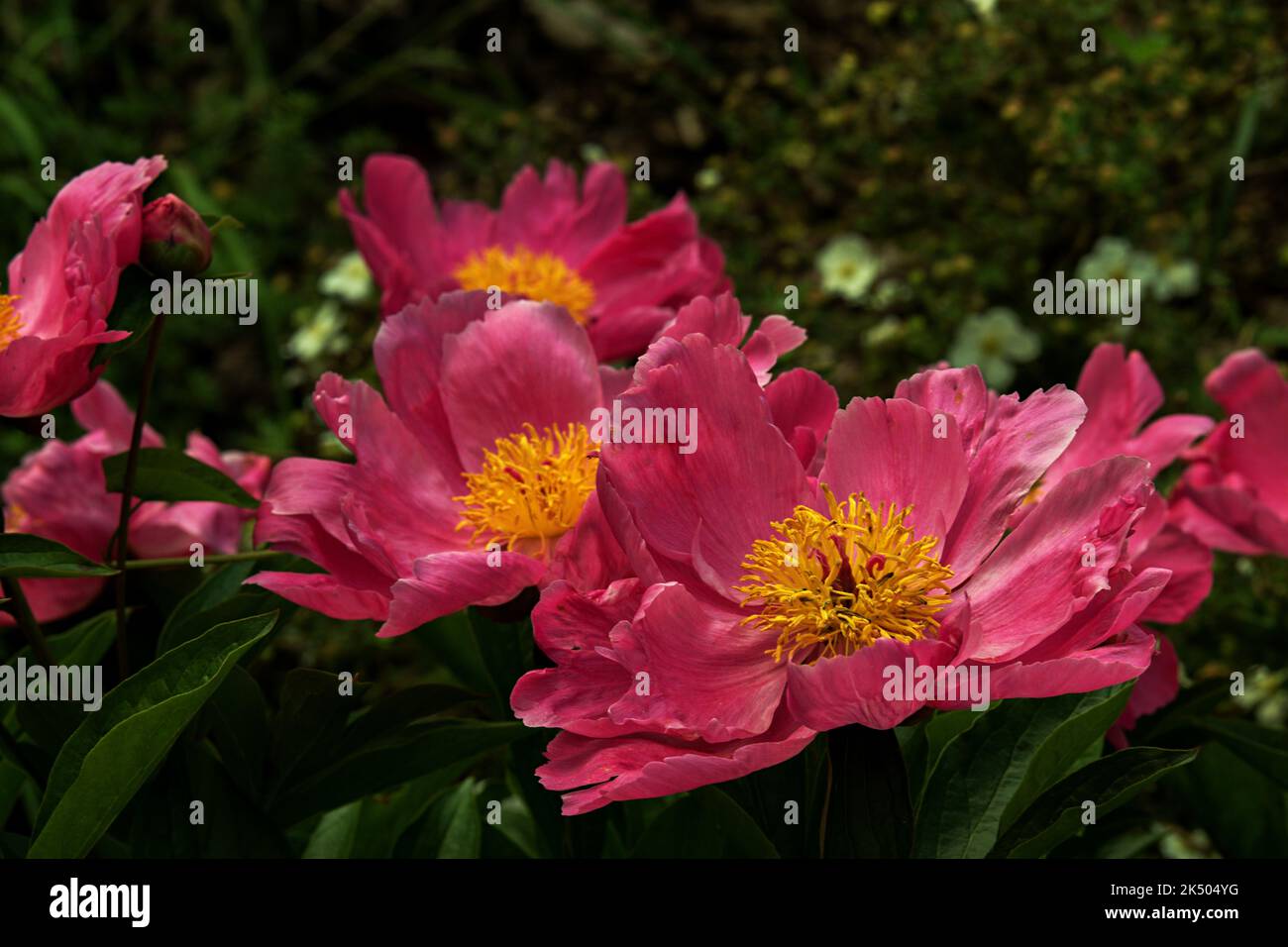 Pfingstrosen hi-res stock photography and images - Alamy