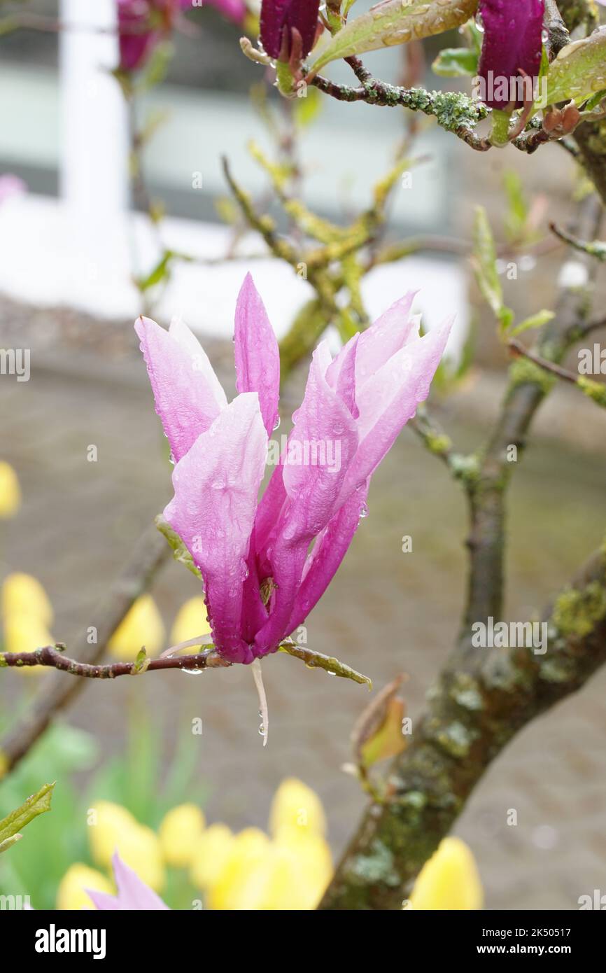 Purpur-Magnolie (Magnolia liliiflora) im Regen Stock Photo - Alamy