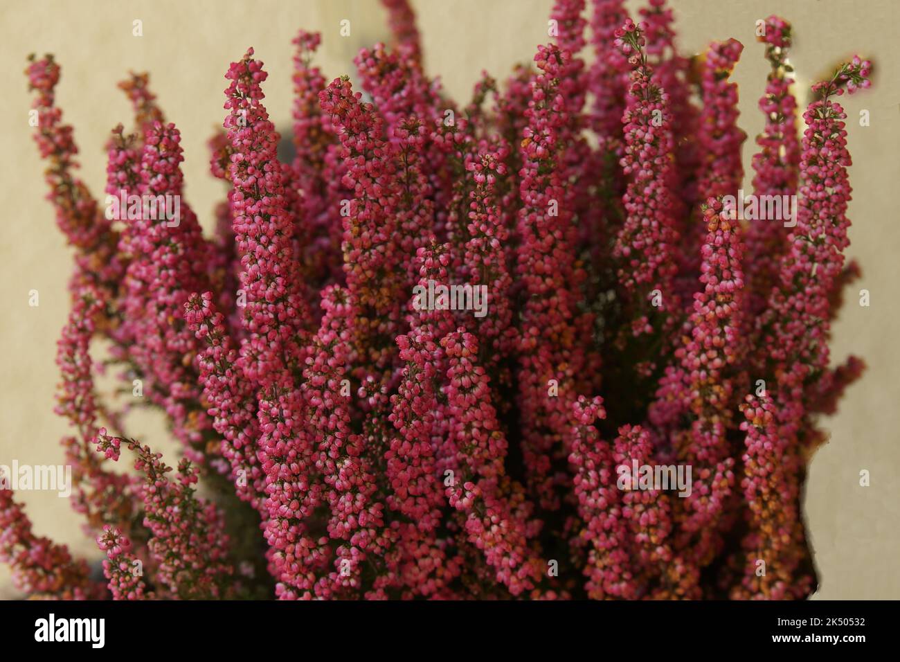 rotblühendes Weidekraut - Erikablume Stock Photo - Alamy