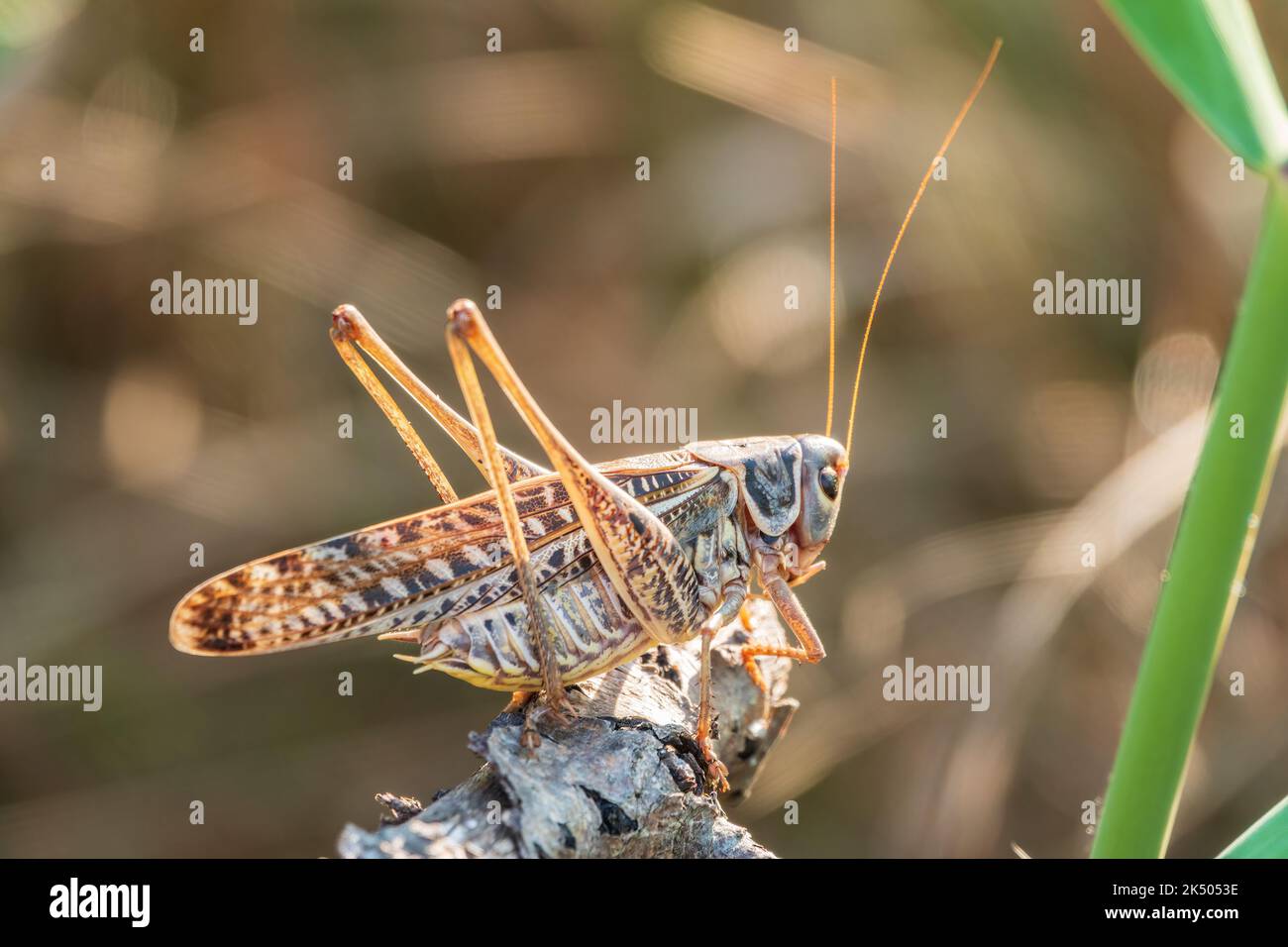 A large brown locust, Locusta migratoria, with a pattern on its body ...