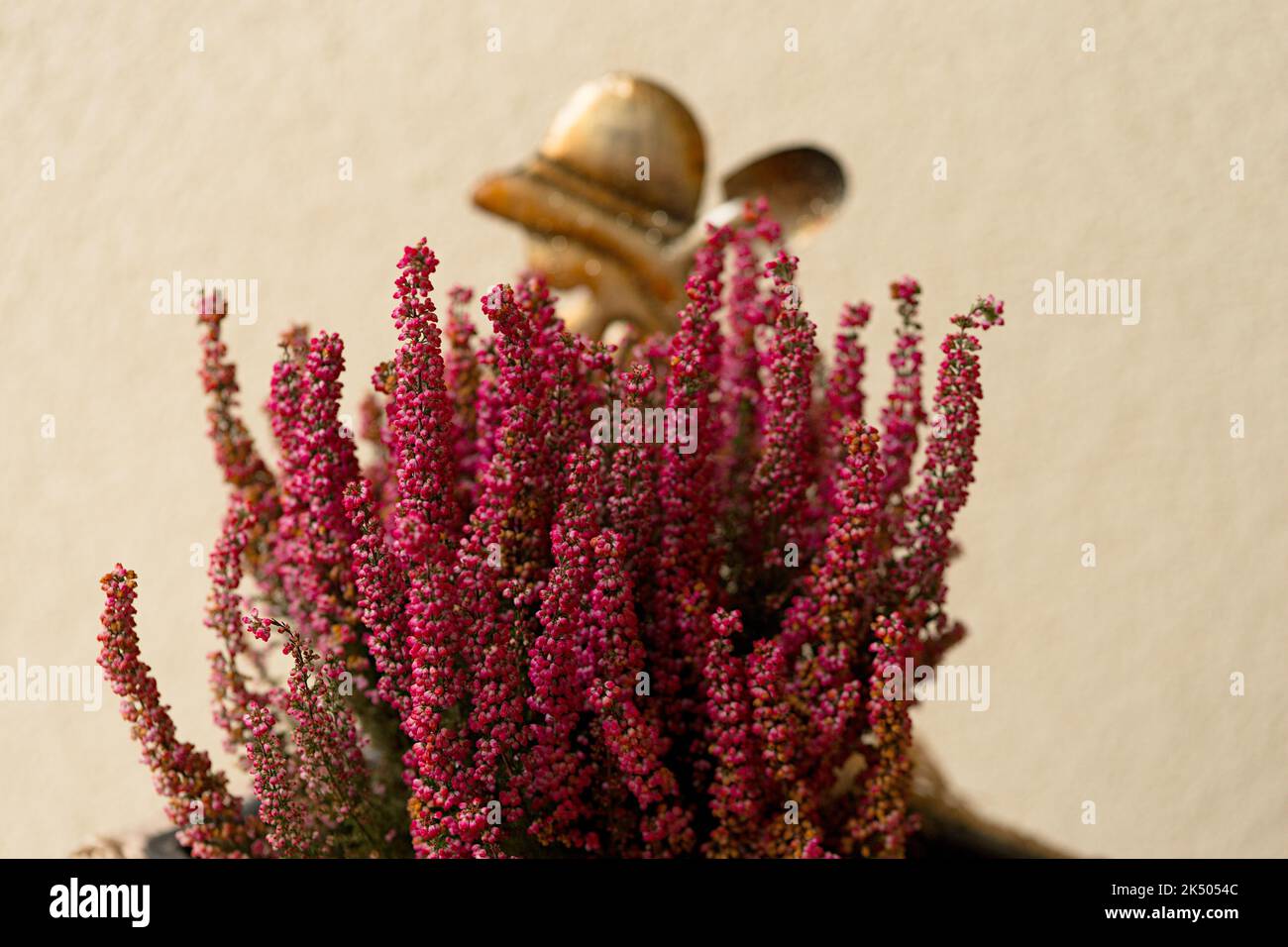 Erikablume mit gelten Hintergrund als Deko Stock Photo - Alamy