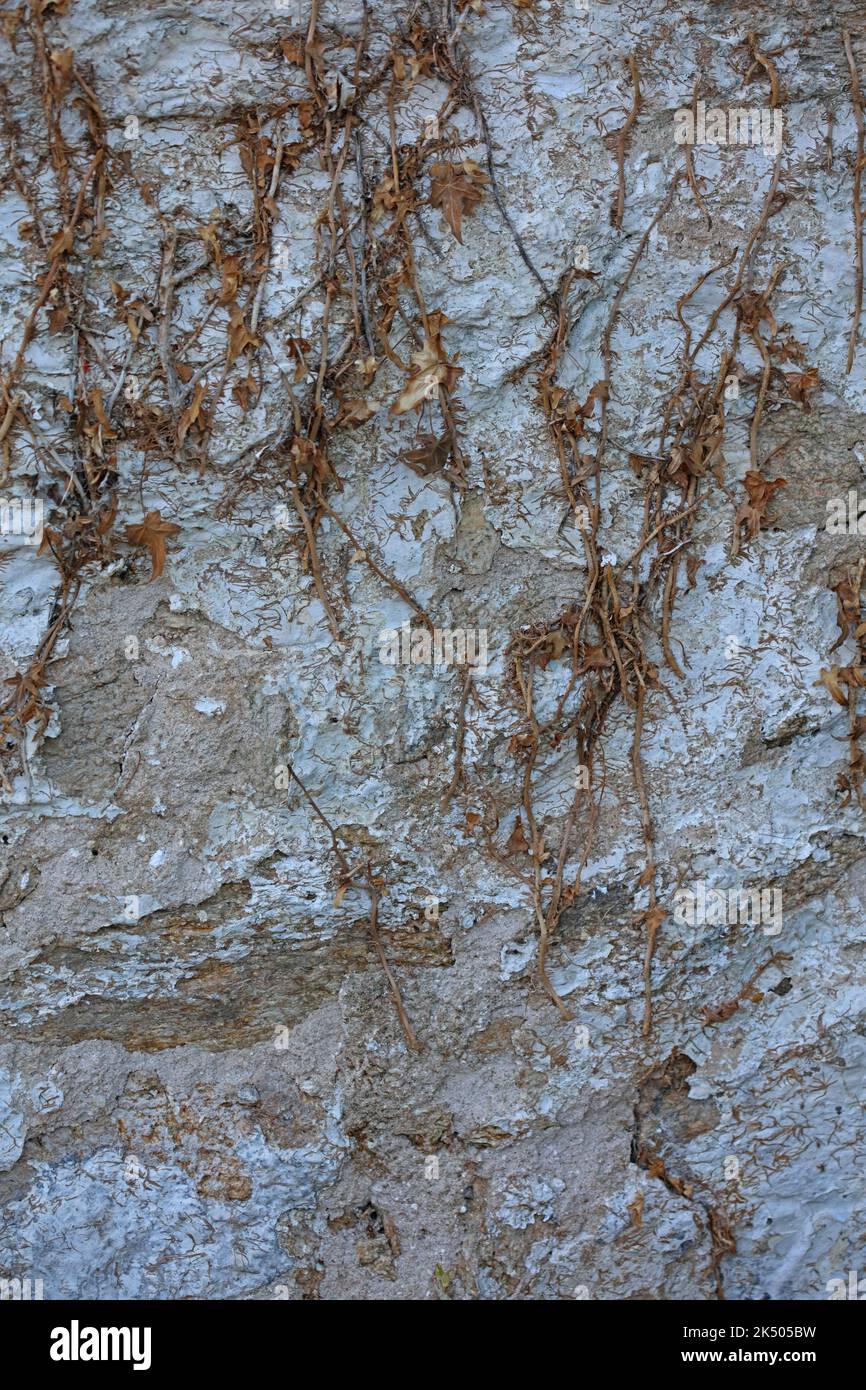 Abandoned wall with dead roots close up vintage village background high ...