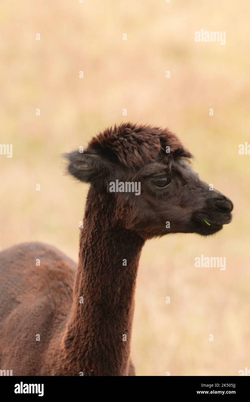 Schwarzes alpaka hi-res stock photography and images - Alamy