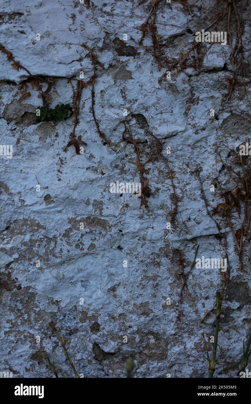 Abandoned wall with dead roots close up vintage village background high ...