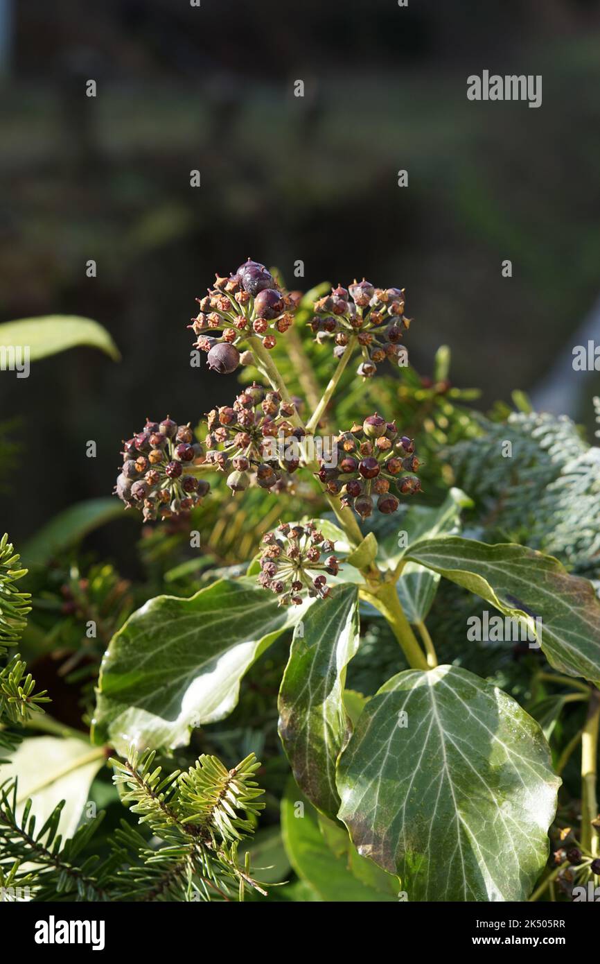 hedera helix blüte Stock Photo - Alamy