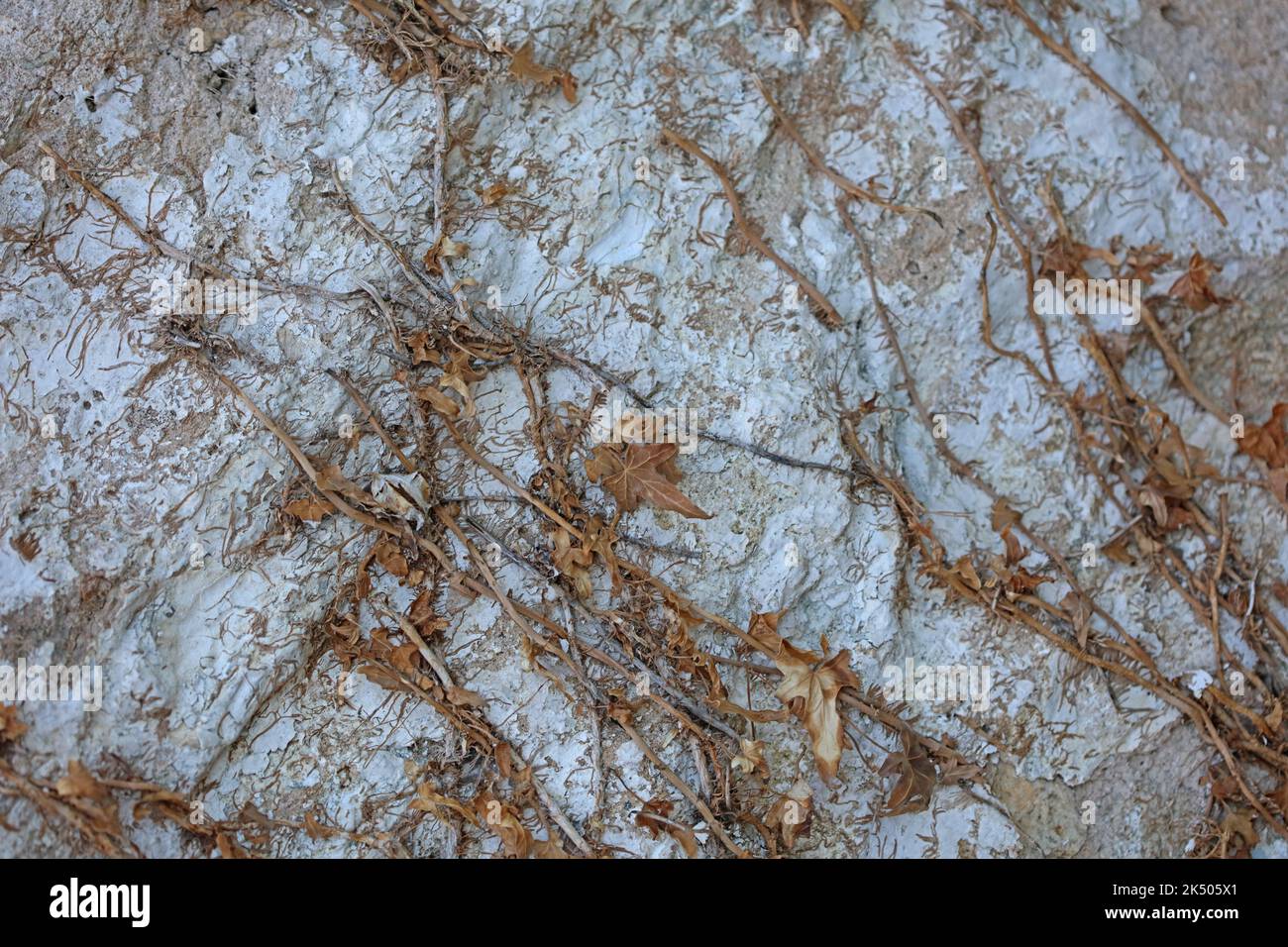 Abandoned wall with dead roots close up vintage village background high ...