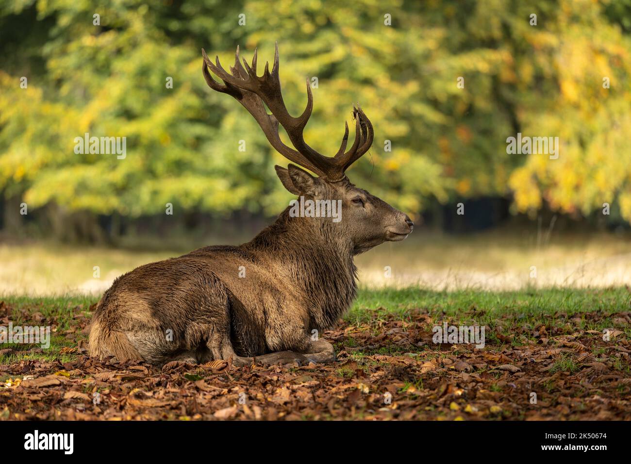 Close up of a red deer stag sitting , resting after the rut Stock Photo ...