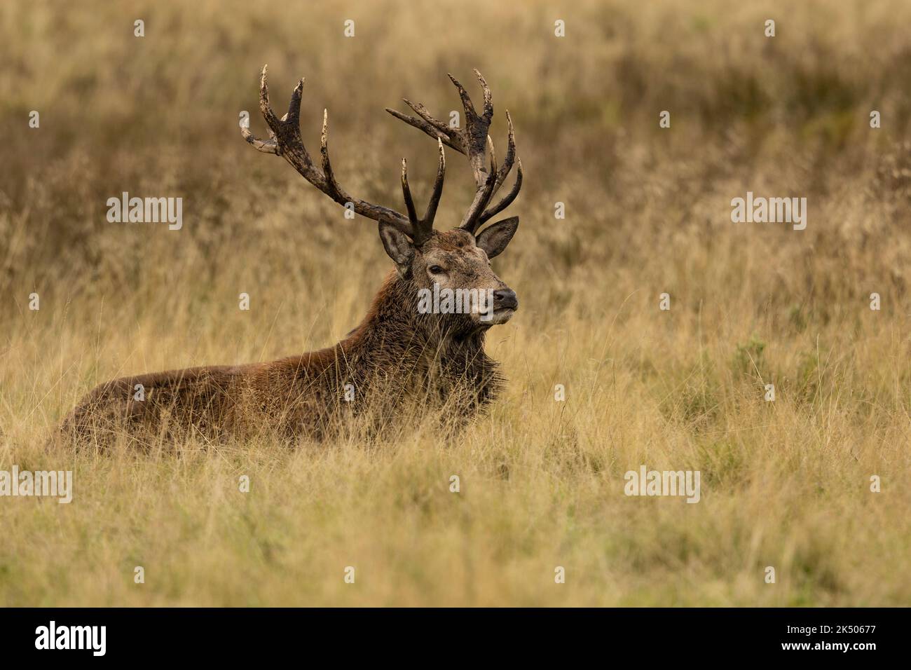 Close up of a red deer stag sitting , resting after the rut Stock Photo ...