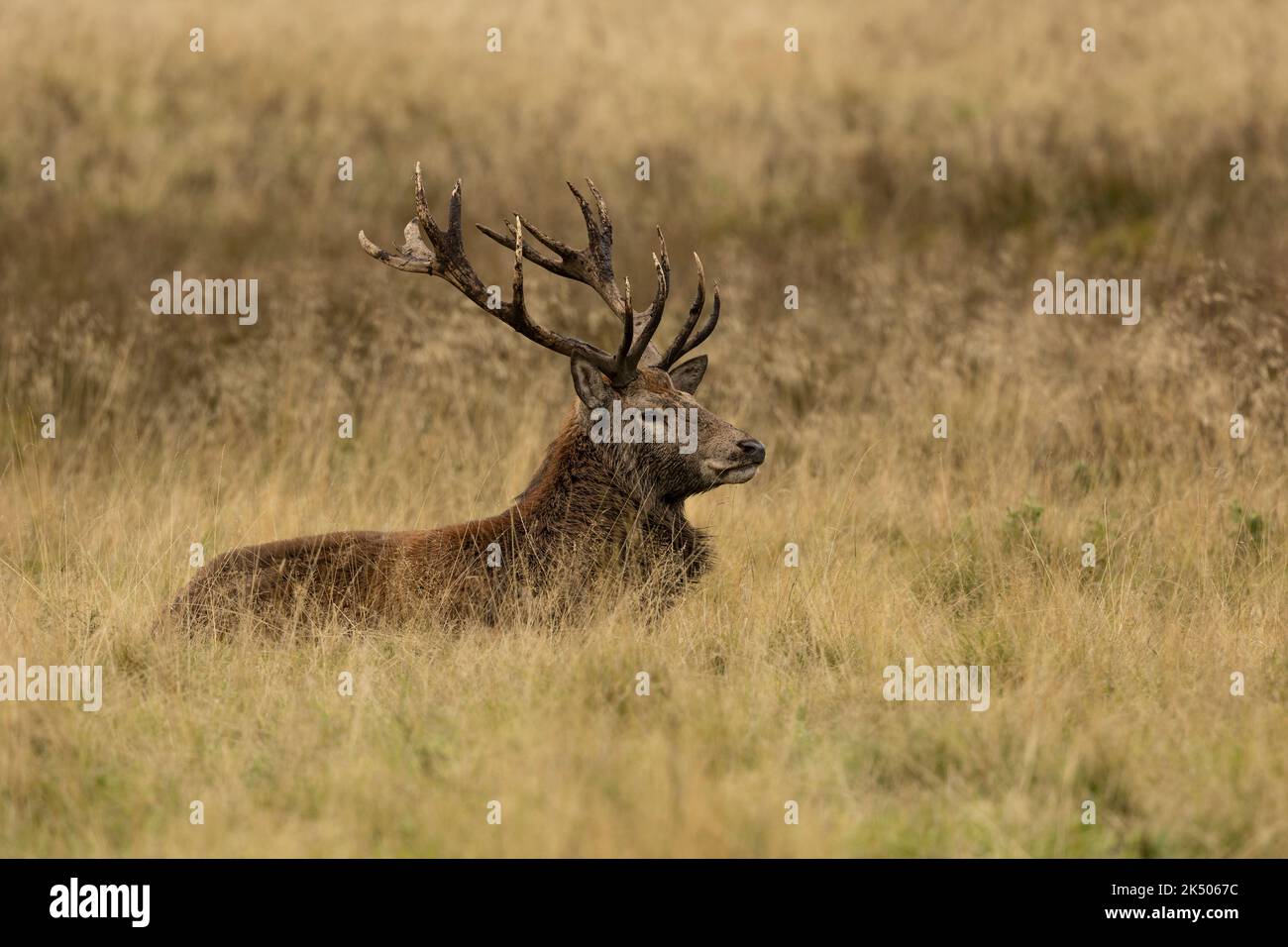 Close up of a red deer stag sitting , resting after the rut Stock Photo ...