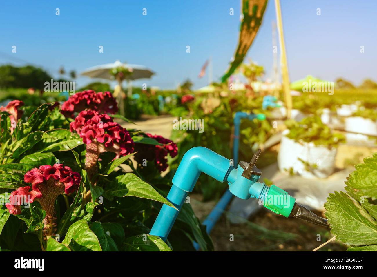 Valves drip irrigation system in organic strawberry farm. Watering ...