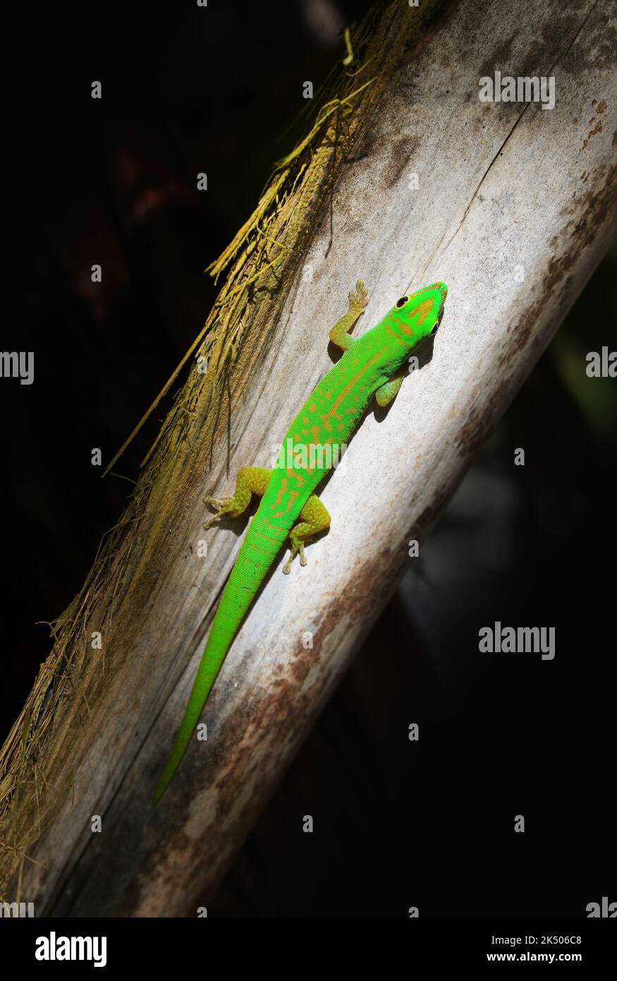 Green gecko,Phelsuma Astriata. Lizard endemic to the Seychelles Stock ...