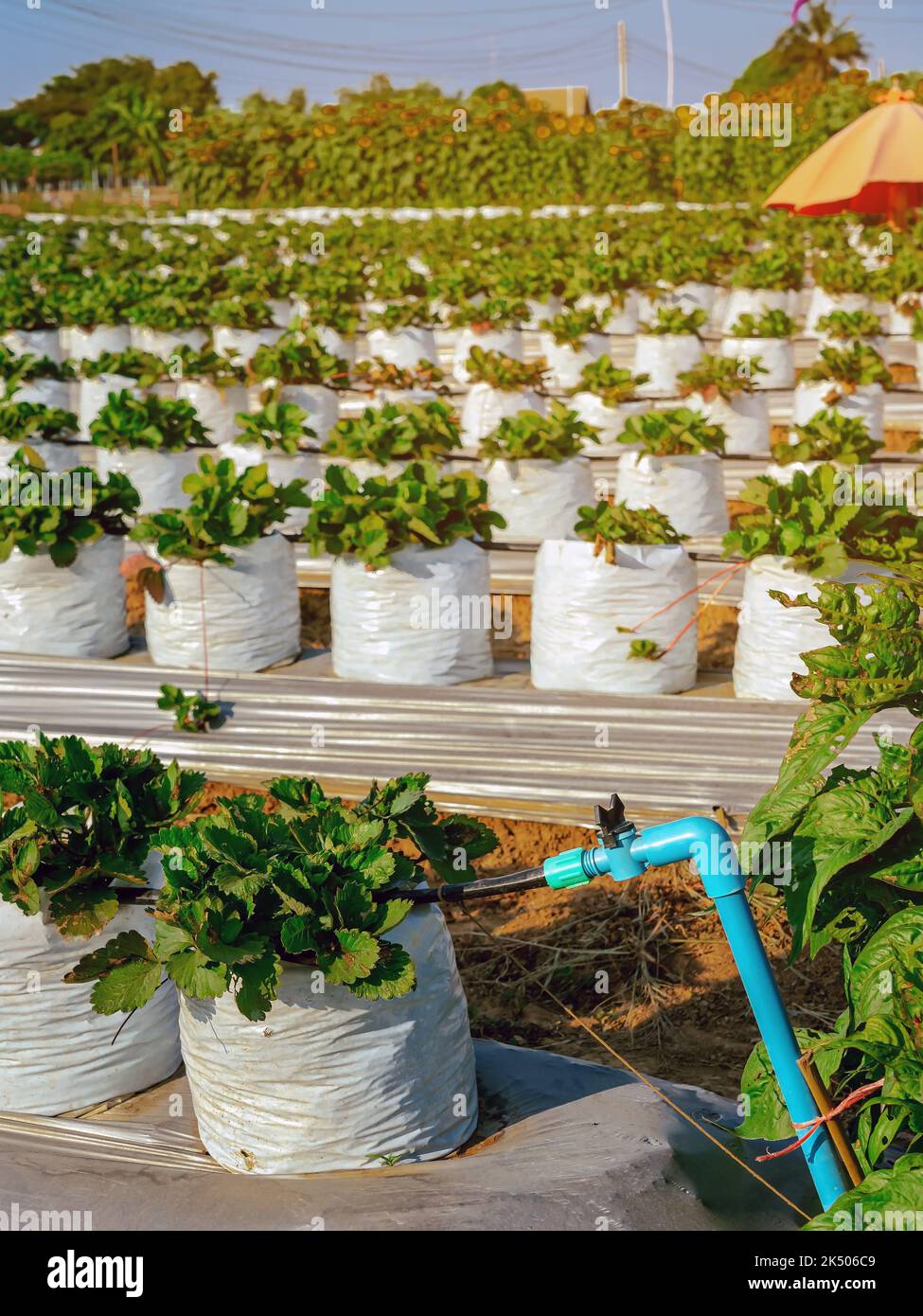 Valves drip irrigation system in organic strawberry farm. Watering ...
